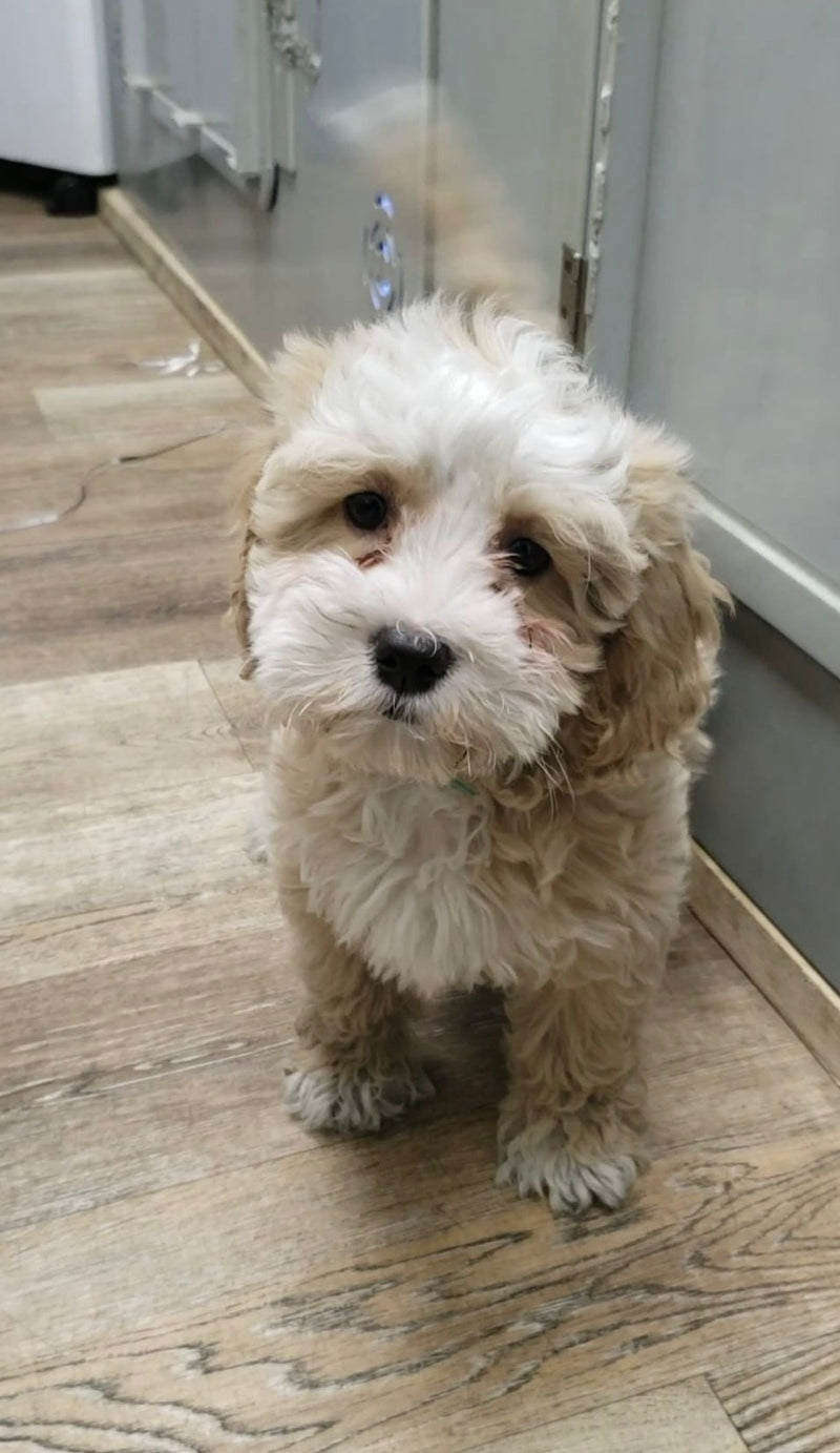 USDA Puppies - West Warwick, RI - Fall River, MA - Fish Bowl Aquarium ...