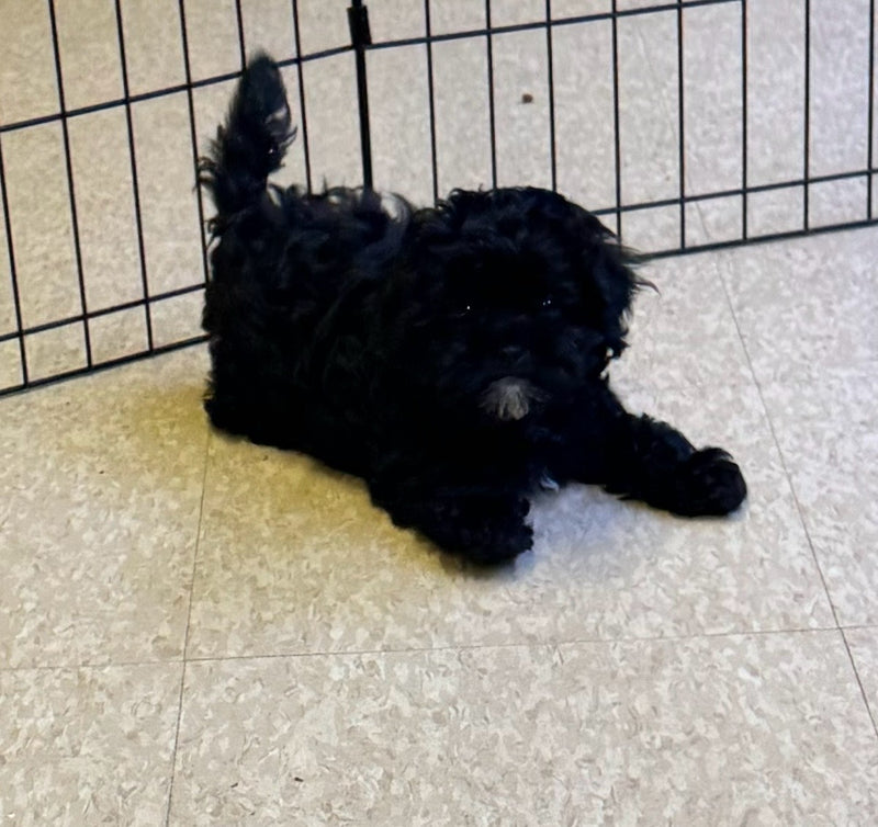 USDA Puppies - West Warwick, RI - Fall River, MA - Fish Bowl Aquarium ...