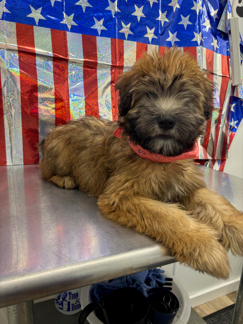 USDA Puppies - West Warwick, RI - Fall River, MA - Fish Bowl Aquarium ...