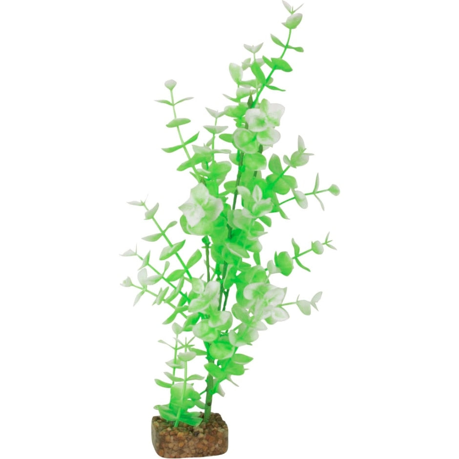 GLOFISH CYCLE LIGHT PLANT - West Warwick, RI - Fall River, MA - Fish ...