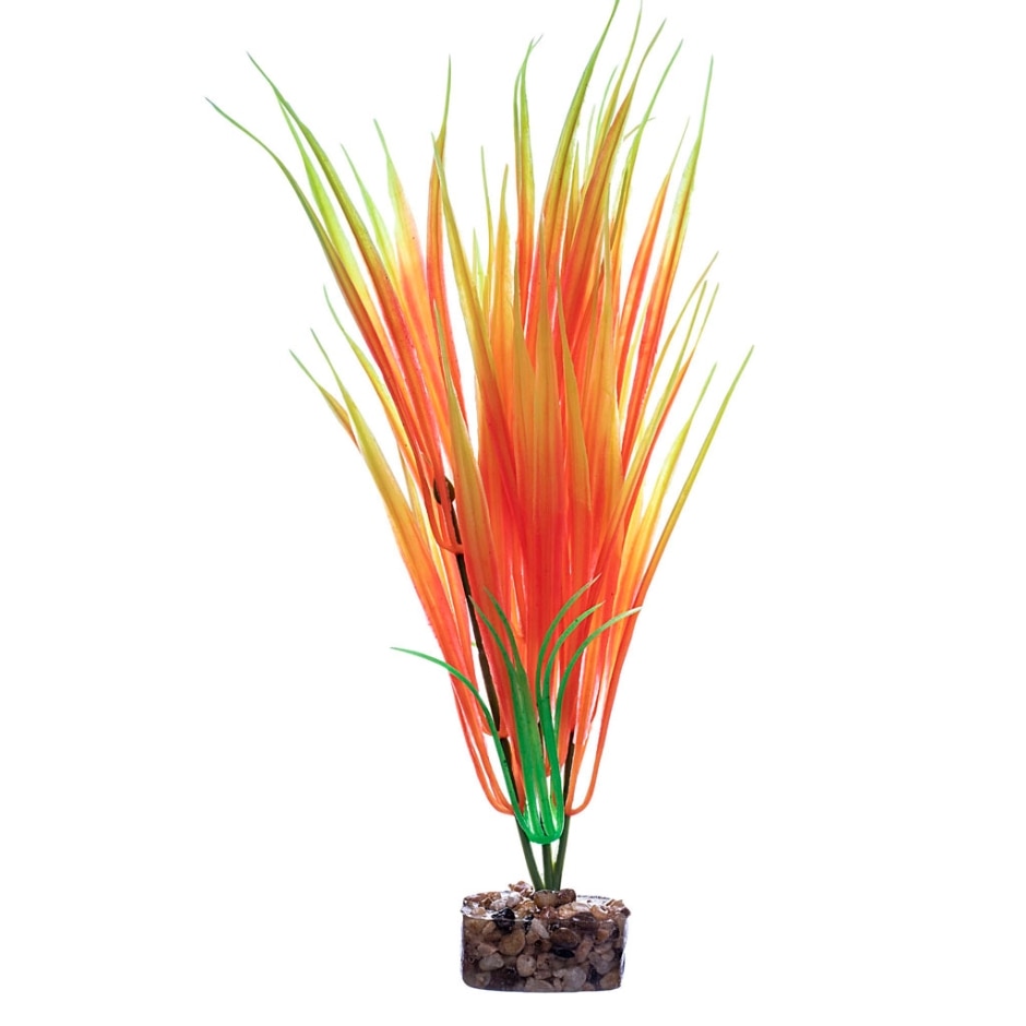 GLOFISH CYCLE LIGHT PLANT - West Warwick, RI - Fall River, MA - Fish ...