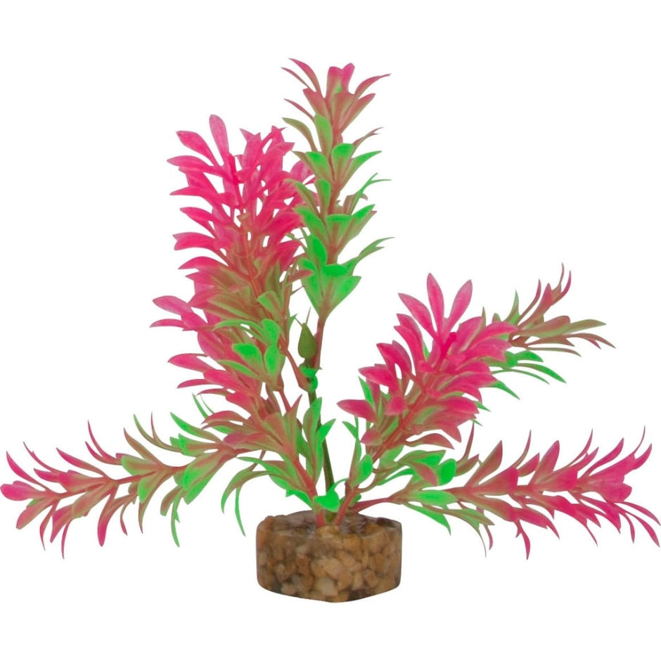 GLOFISH CYCLE LIGHT PLANT - West Warwick, RI - Fall River, MA - Fish ...